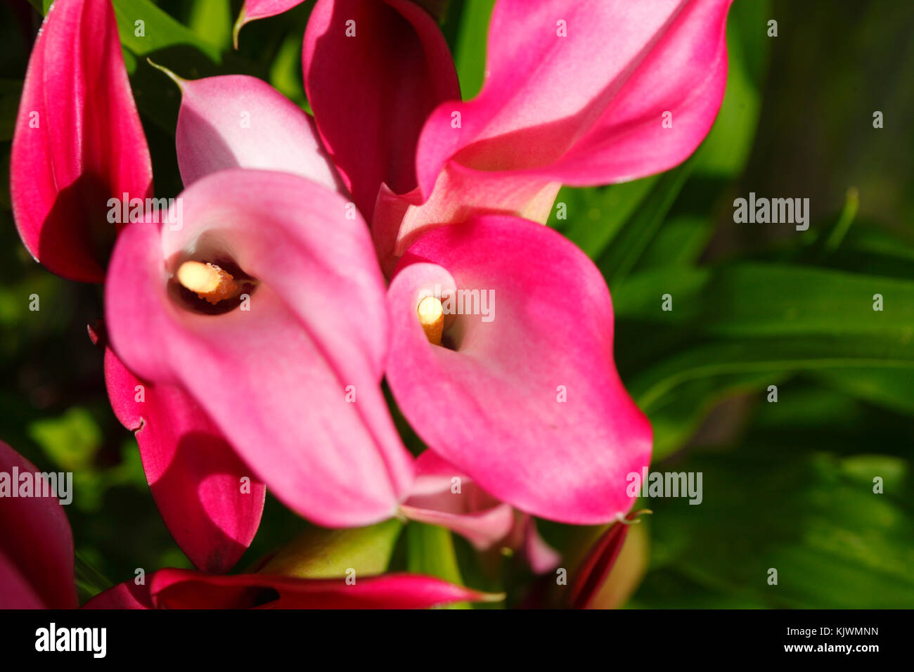 Calla lily flowers hi-res stock photography and images - Alamy