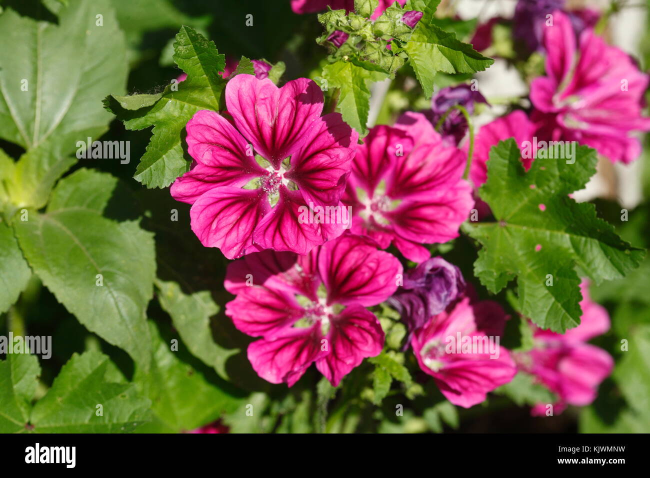 violet Phlox flowers blossom Stock Photo - Alamy
