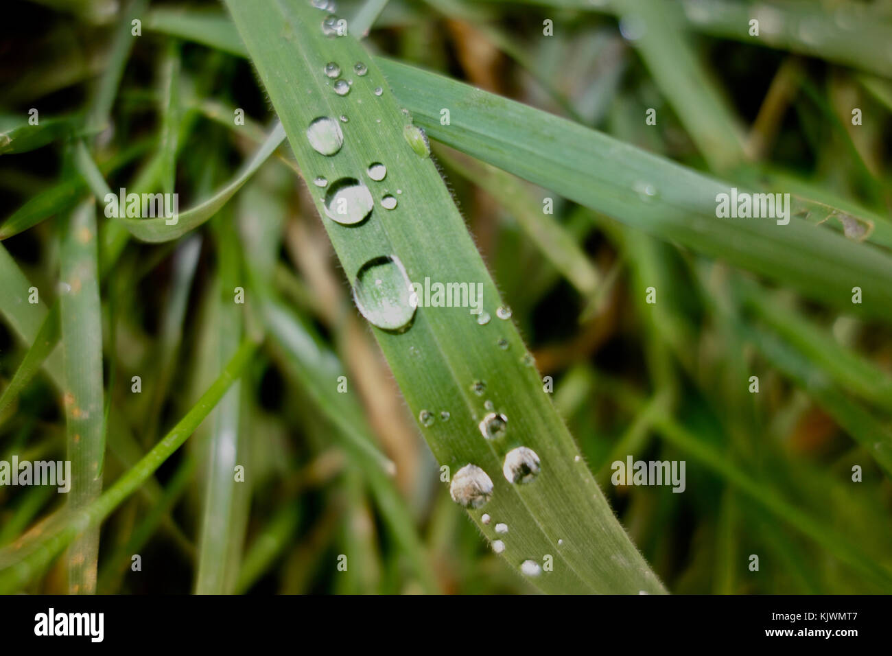 Close up of water drops on a green blade of grass Stock Photo - Alamy