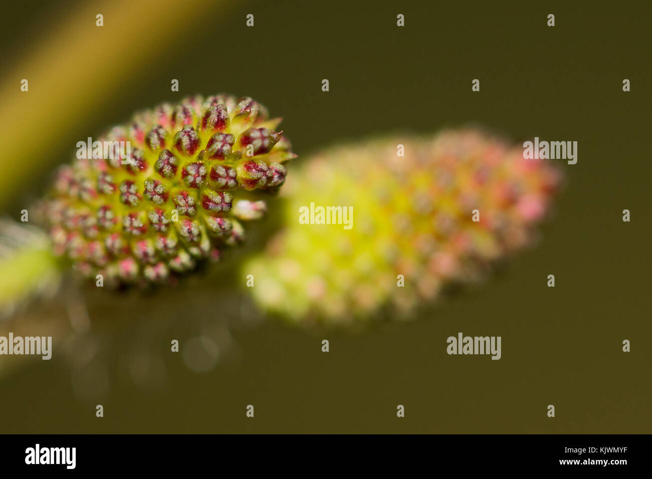 Nidikumba seeds hi-res stock photography and images - Alamy