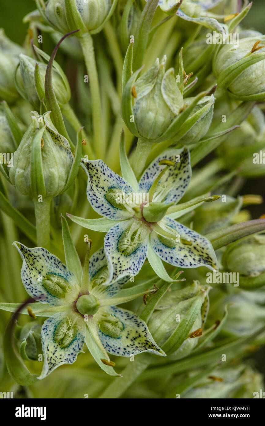 Elkweed hi-res stock photography and images - Alamy
