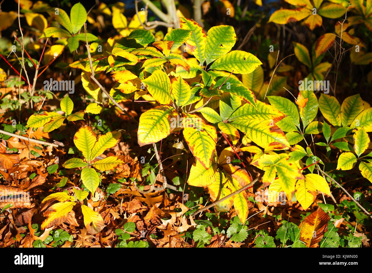 yellow chestnut leaves on a tree Stock Photo - Alamy