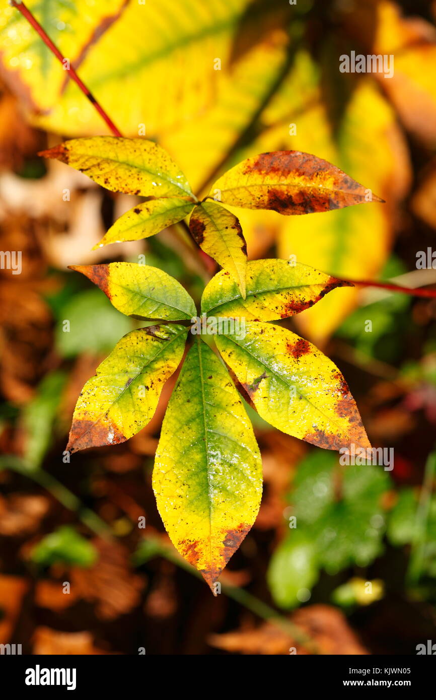 yellow chestnut leaves on a tree Stock Photo - Alamy