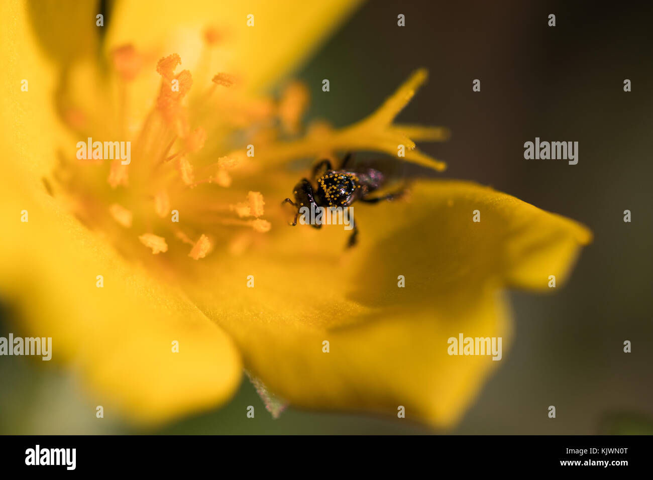 Rural insects hi-res stock photography and images - Alamy