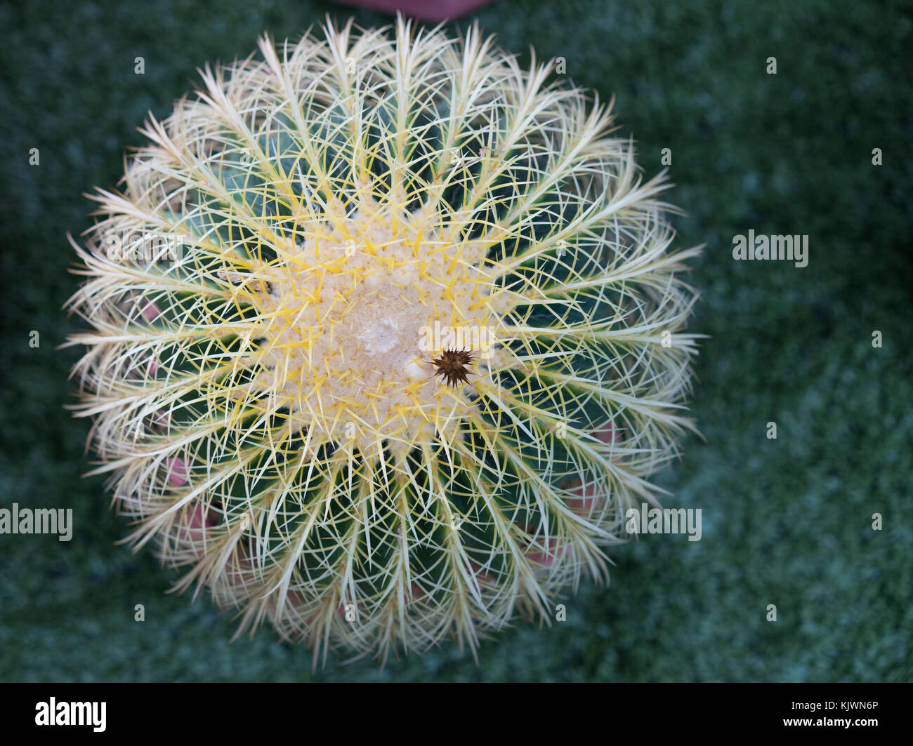 round cactus, close-up view Stock Photo - Alamy
