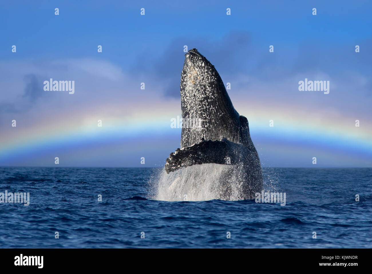 Humpback whale breachs with rainbow Stock Photo - Alamy