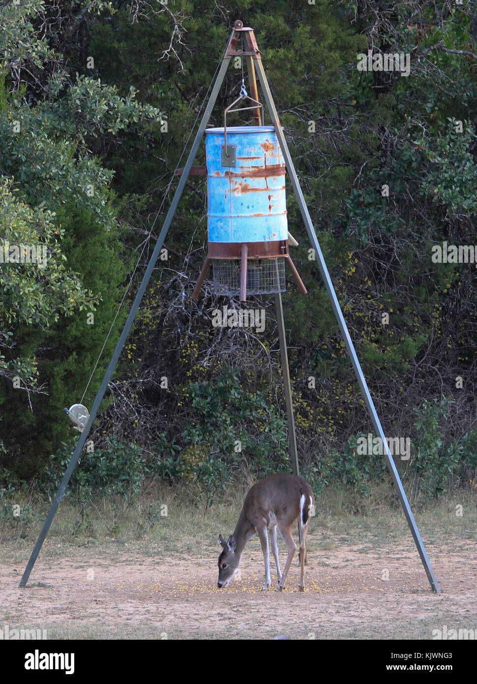 Corn ranch texas hi-res stock photography and images - Alamy