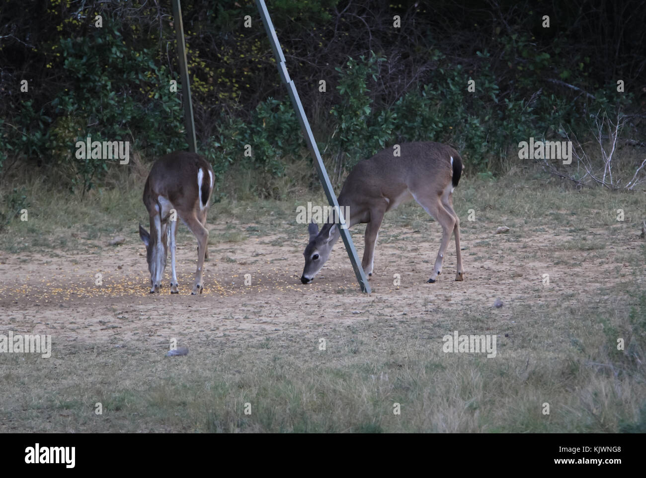 Feeder for deer hi-res stock photography and images - Alamy