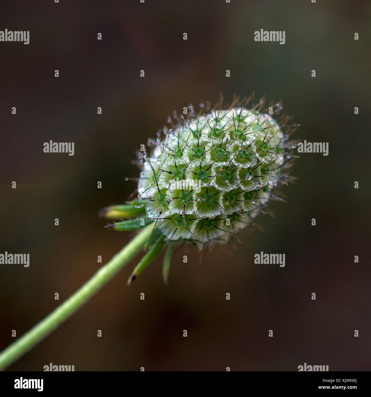 Lateral bud hi-res stock photography and images - Alamy
