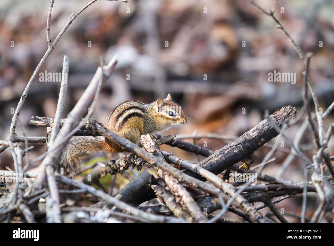 Chipmunks in fall hi-res stock photography and images - Alamy