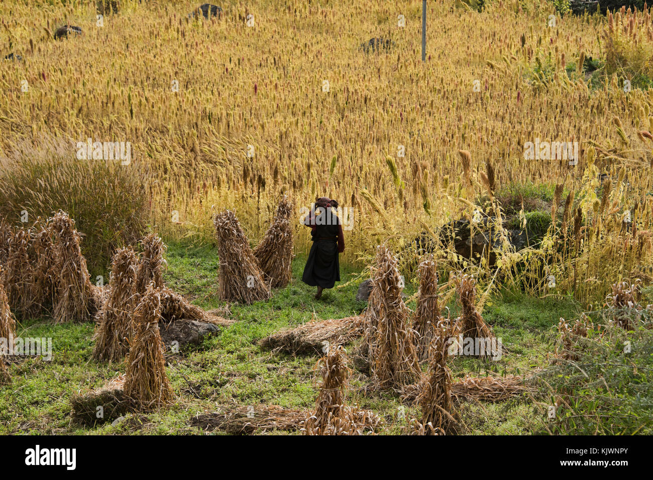 Woman and her amaranth field at harvest time, Tsum Valley, Nepal Stock ...