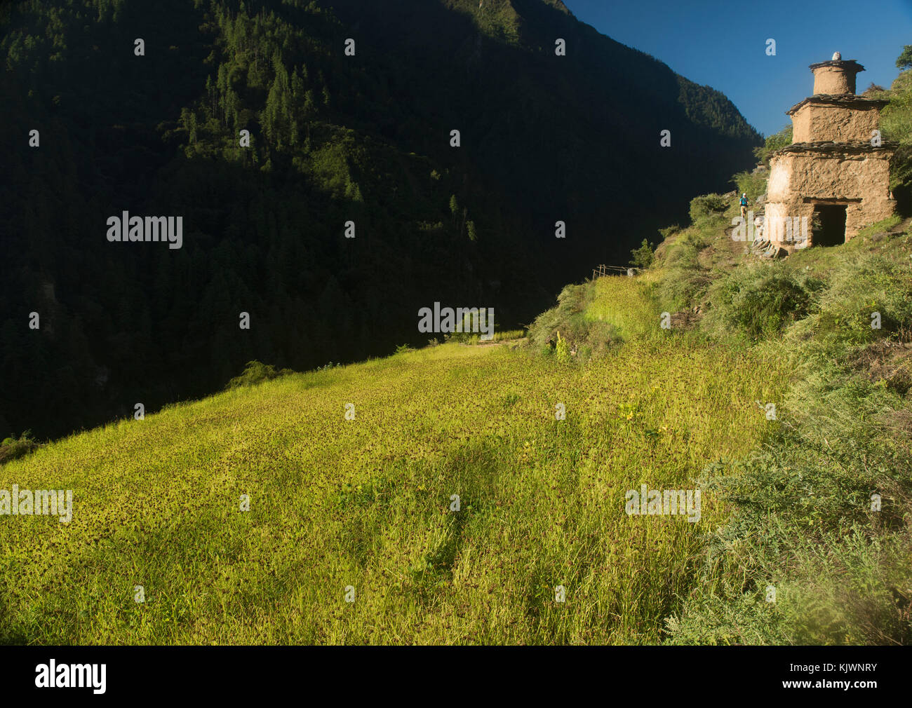 Beautiful millet fields at harvest time, Tsum Valley, Nepal Stock Photo ...