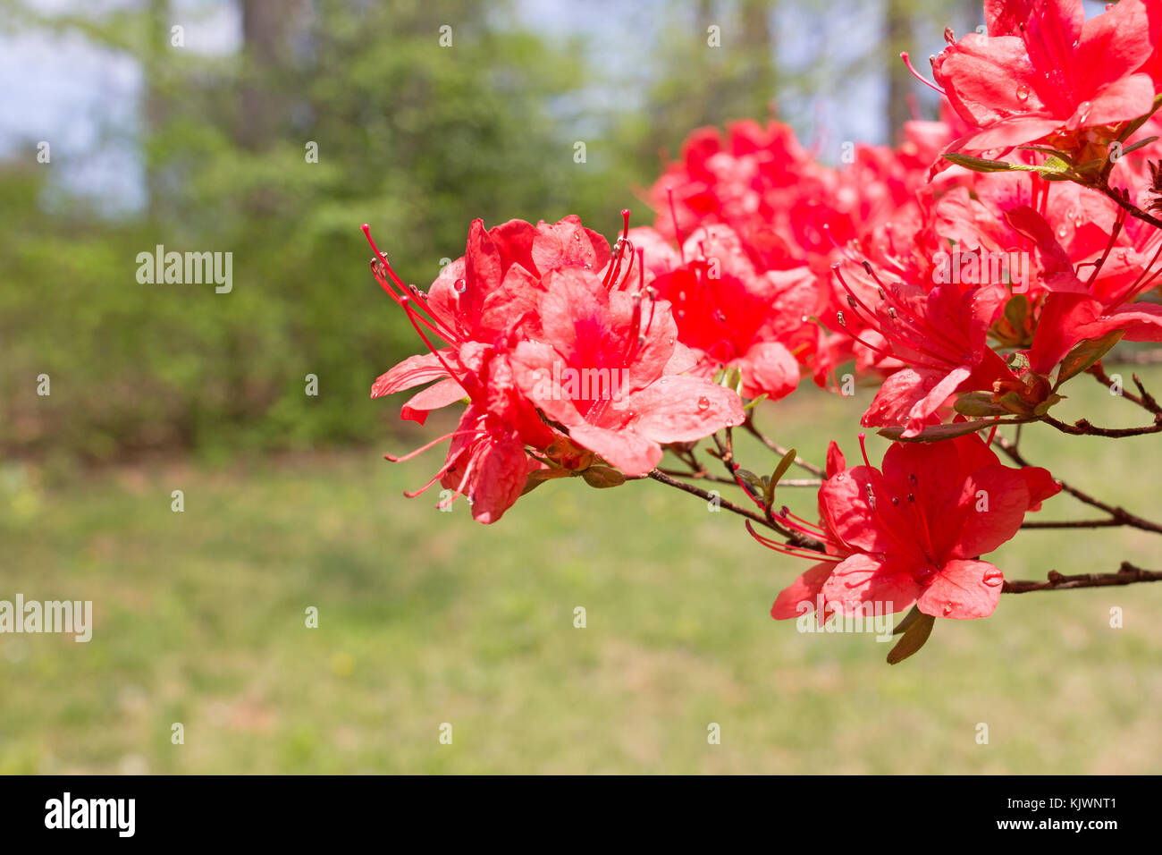 Blue azalea bush hi-res stock photography and images - Alamy