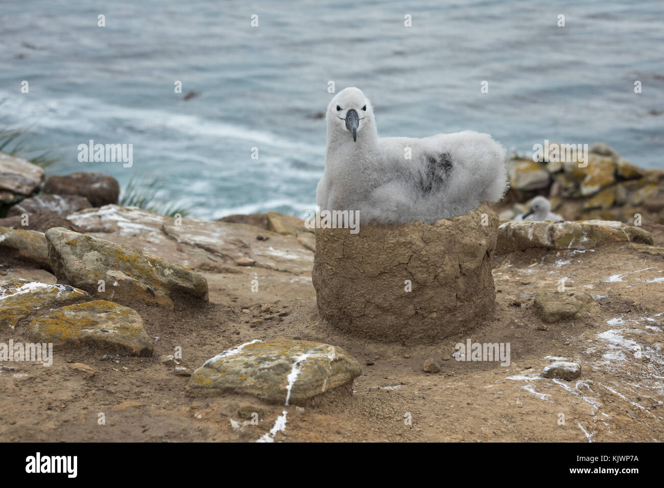 Albatross On Nest High Resolution Stock Photography and Images - Alamy