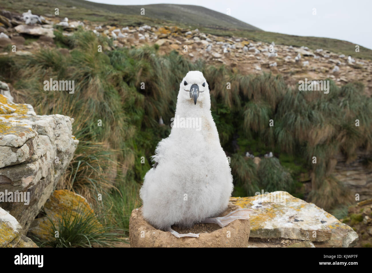 Young albatross chick sitting in nest, Falkland Islands Stock Photo - Alamy