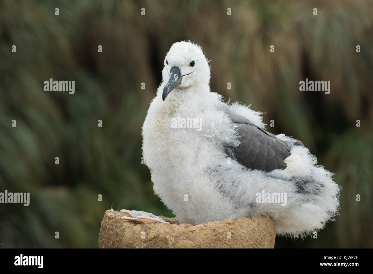Young albatross chick sitting in nest, Falkland Islands Stock Photo - Alamy