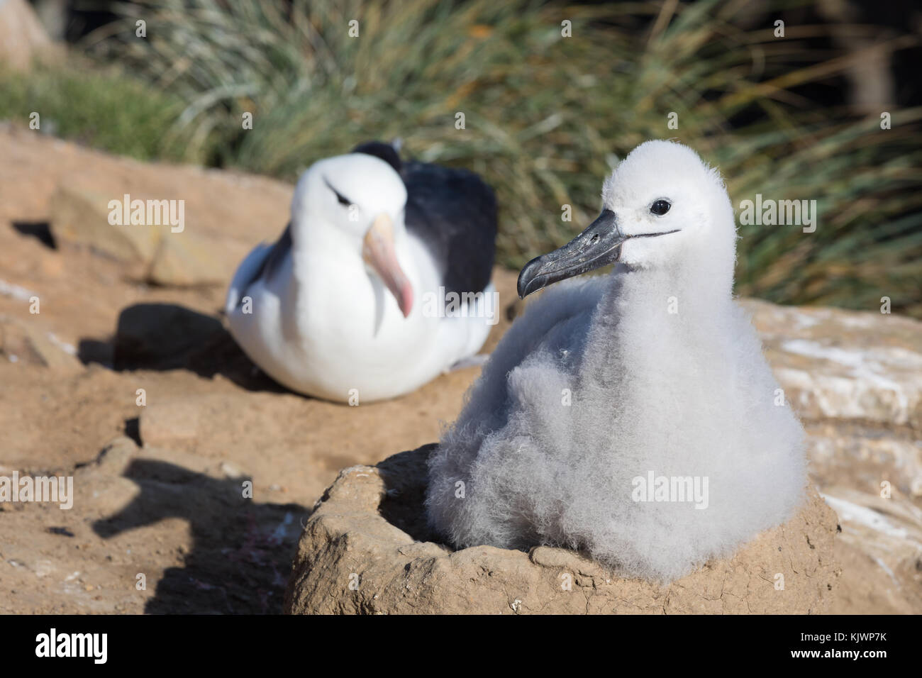 Young albatross chick sitting in nest, Falkland Islands Stock Photo - Alamy