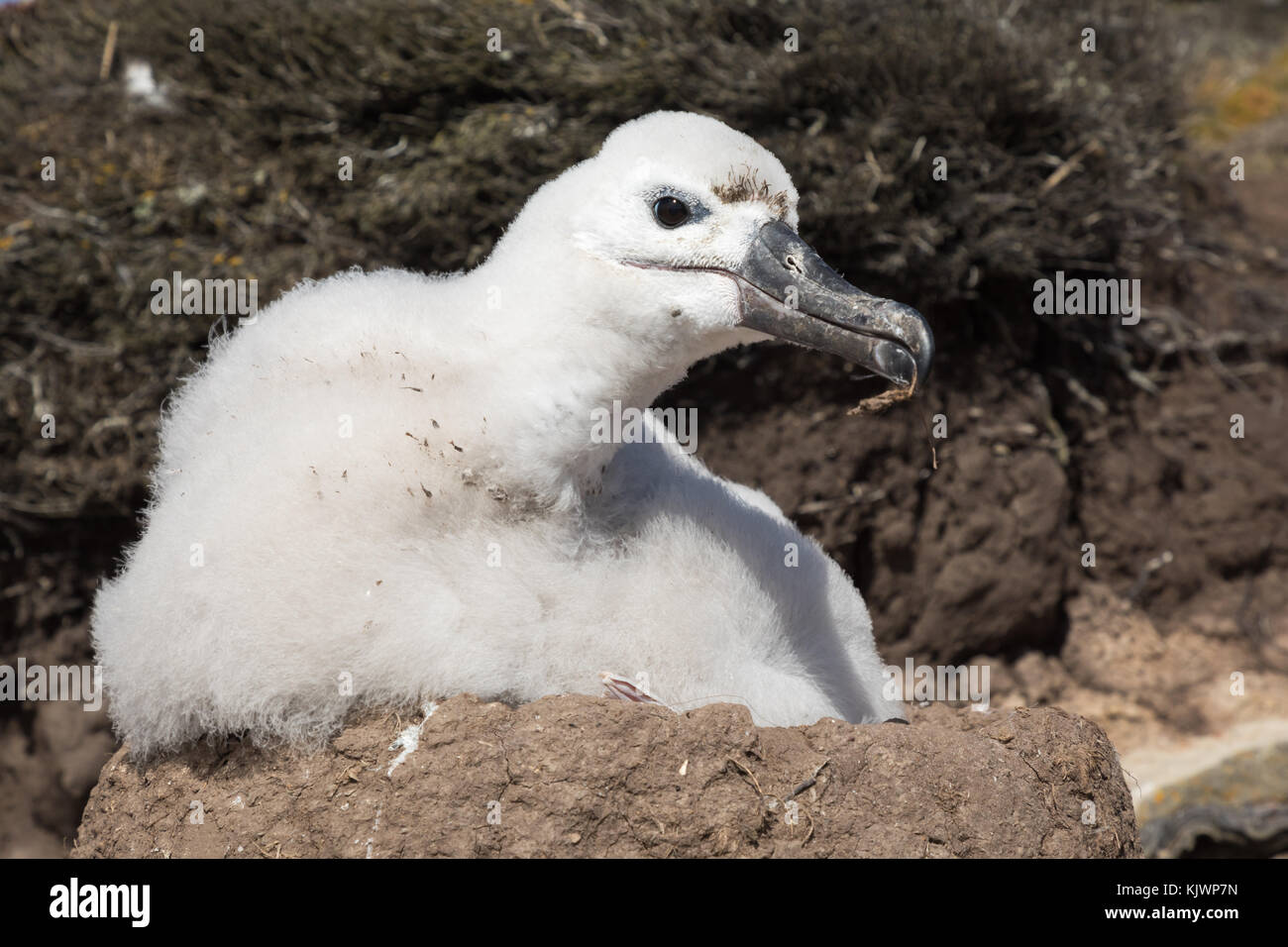 Young albatross chick sitting in nest, Falkland Islands Stock Photo - Alamy