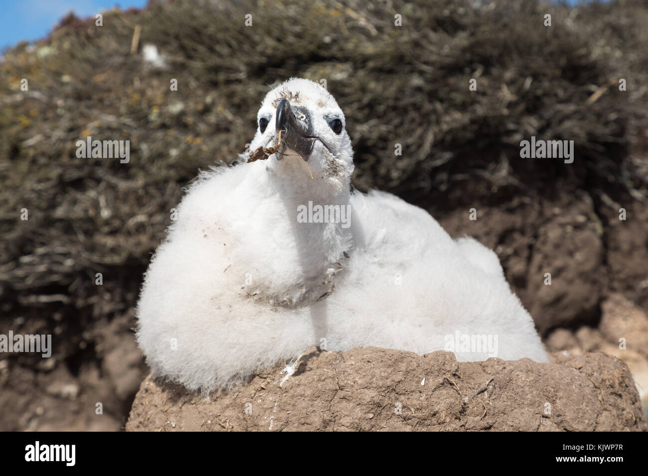 Young albatross chick sitting in nest, Falkland Islands Stock Photo - Alamy