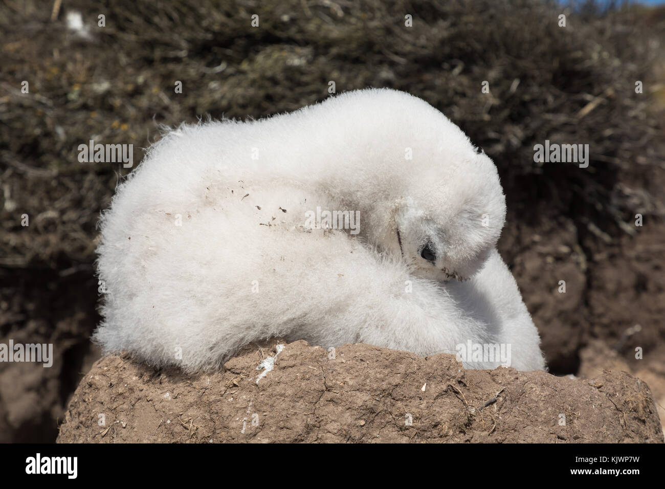 Young albatross chick sitting in nest, Falkland Islands Stock Photo - Alamy