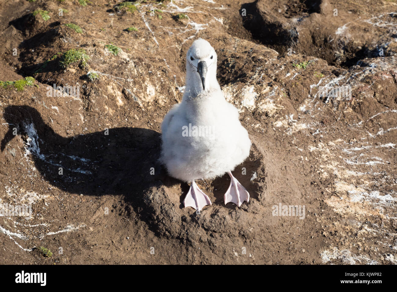 Young albatross chick sitting in nest, Falkland Islands Stock Photo - Alamy