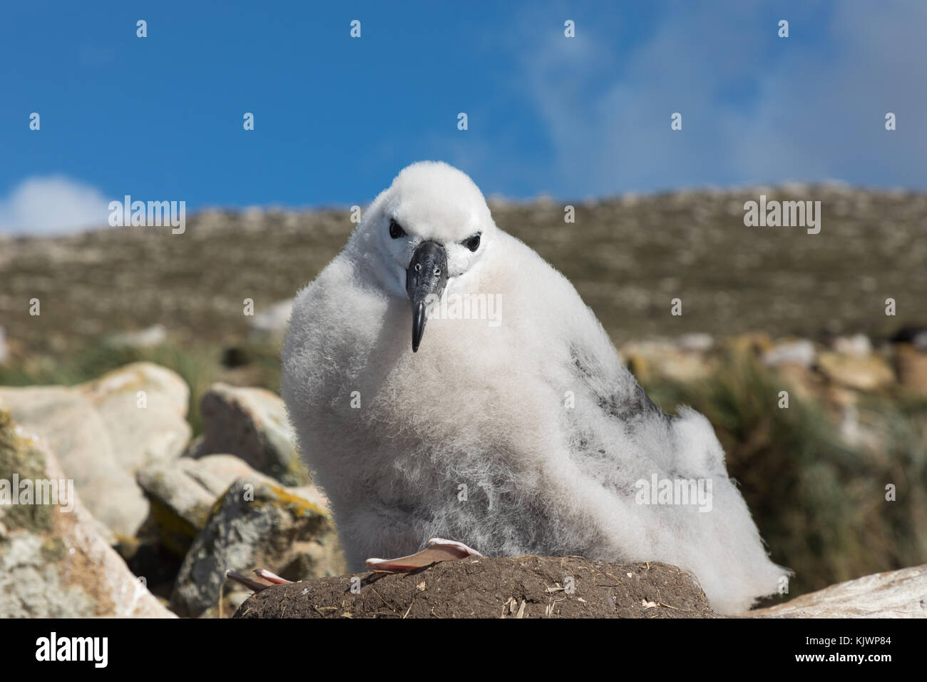 Young albatross chick sitting in nest, Falkland Islands Stock Photo - Alamy