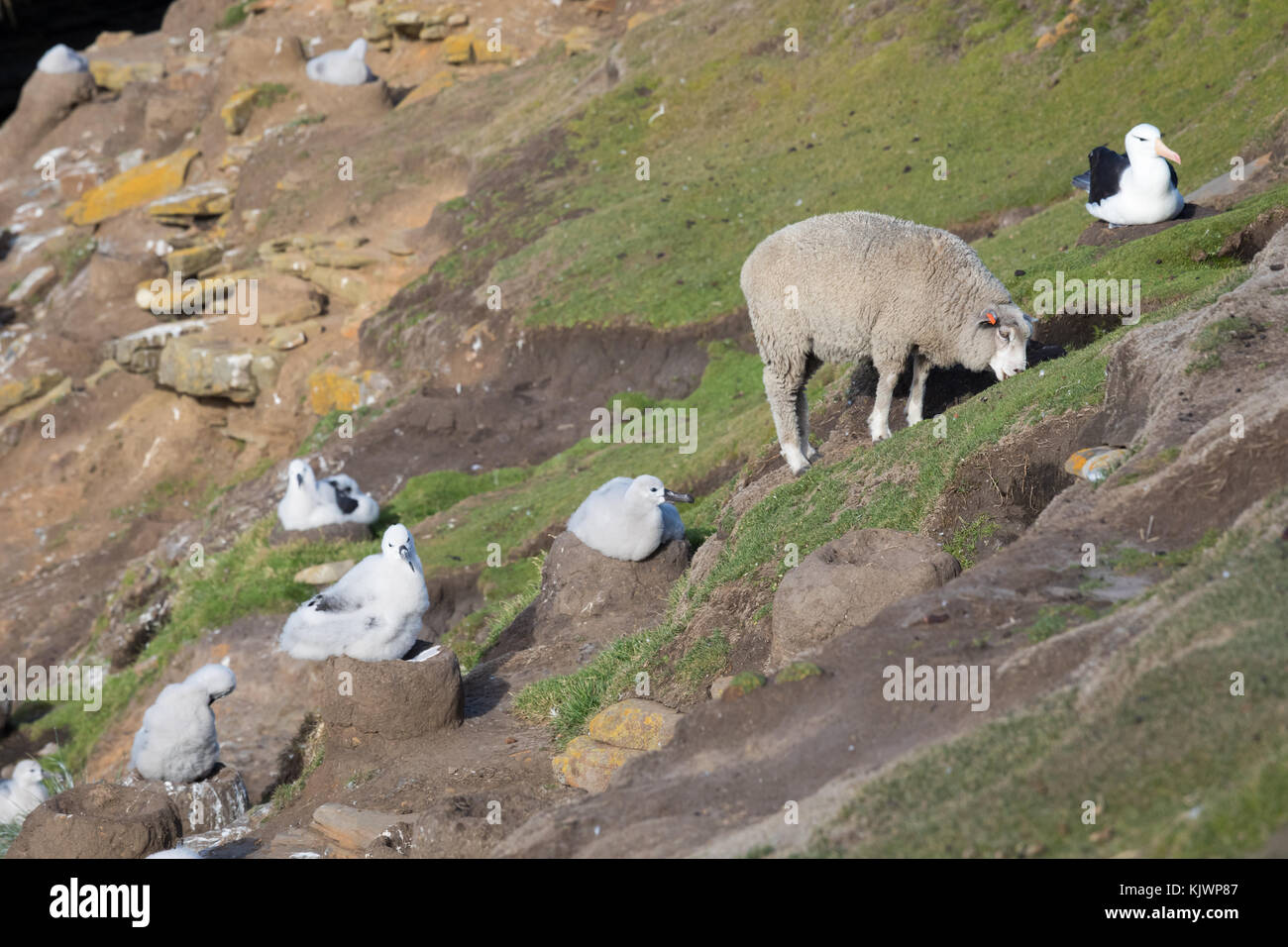 Falklands sheep hi-res stock photography and images - Alamy