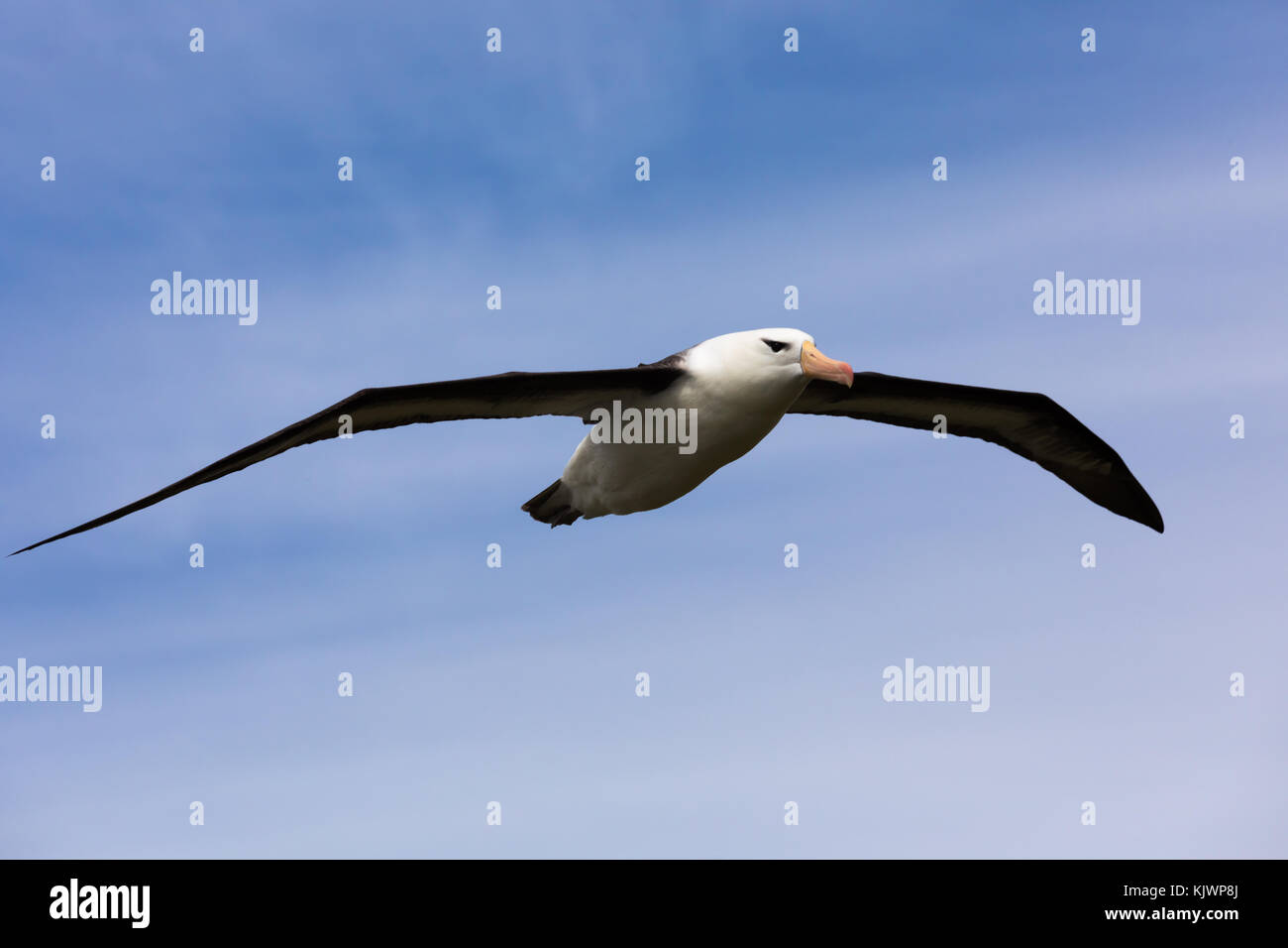 Black-browed albatross flying high in the sky Stock Photo - Alamy