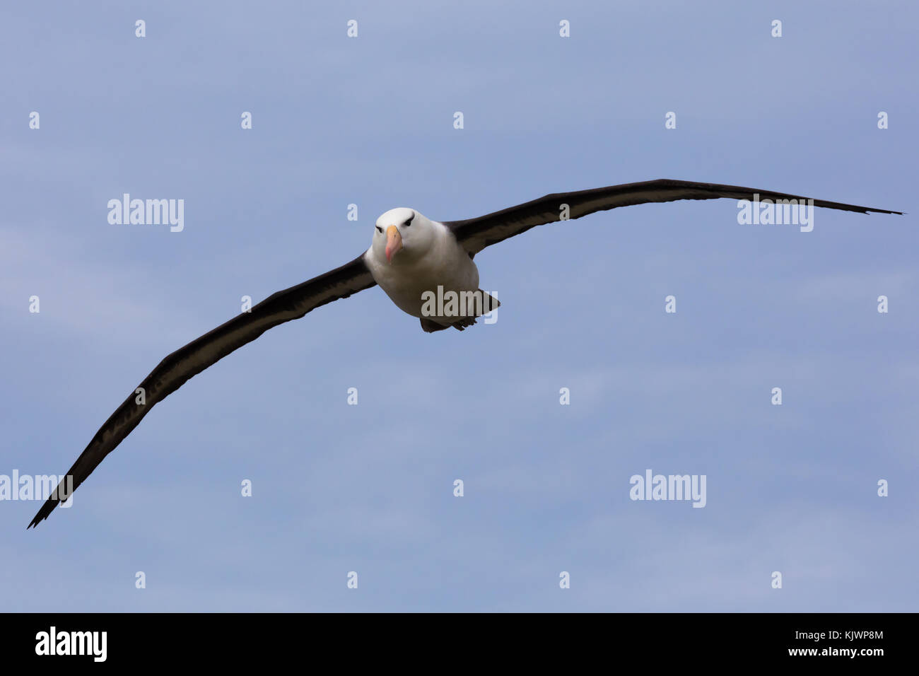 Albatross flying hi-res stock photography and images - Alamy