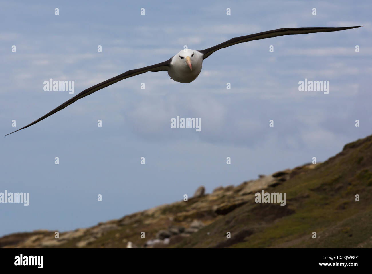 Albatross flying falkland islands hi-res stock photography and images ...