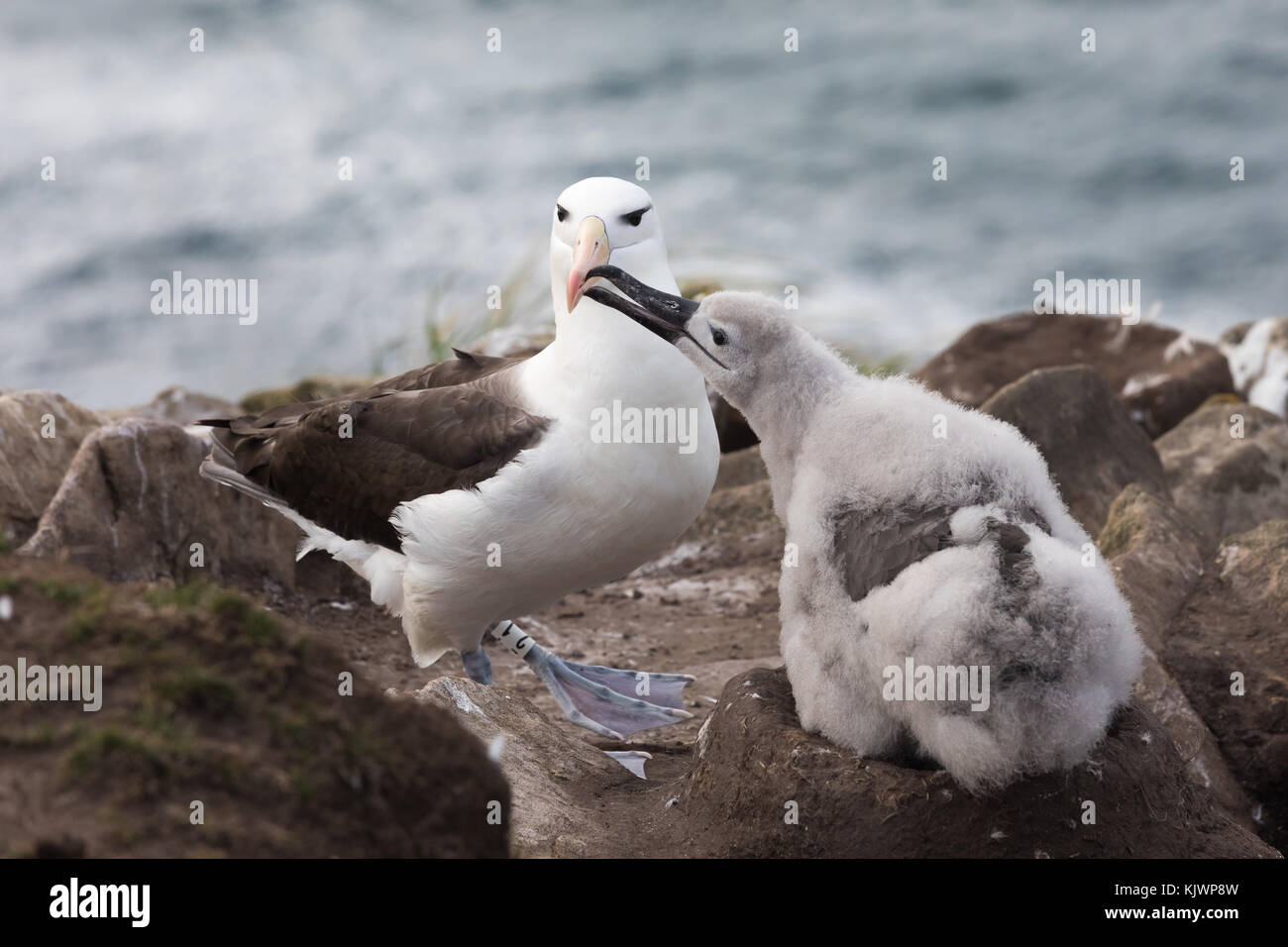 Feeding of black-browed albatross chick Stock Photo - Alamy
