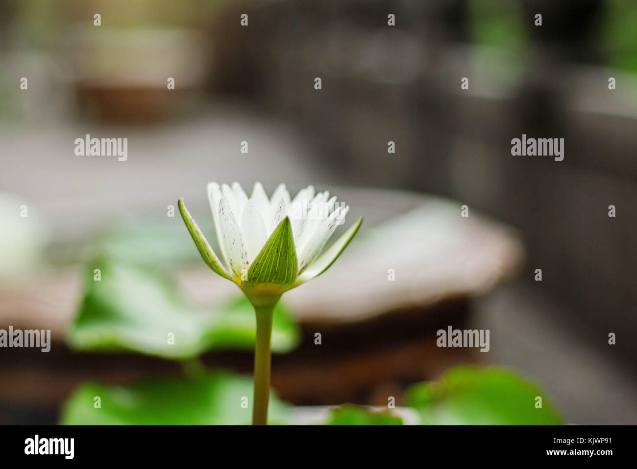 White Lotus with nature in the garden Stock Photo - Alamy