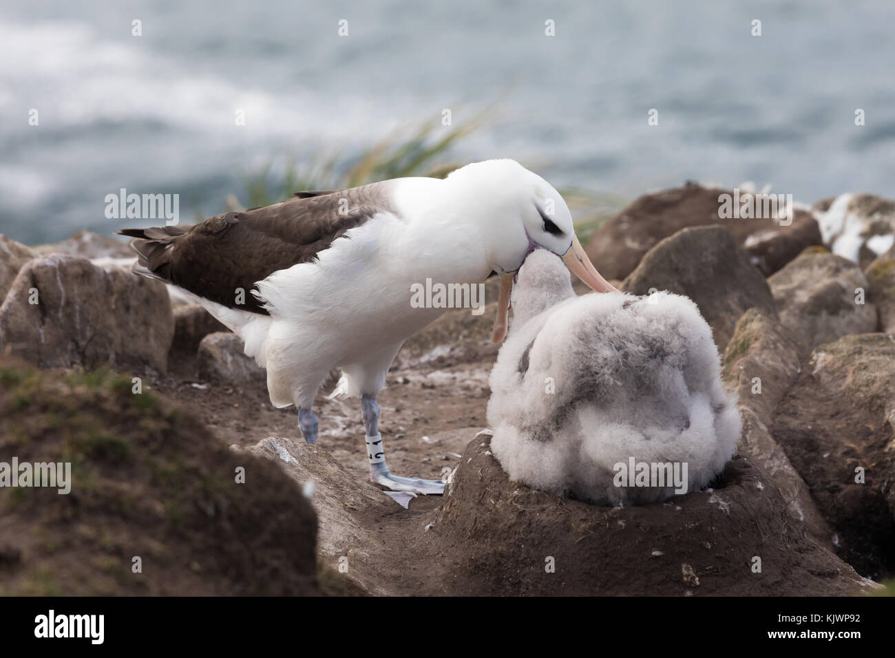 Feeding of black-browed albatross chick Stock Photo - Alamy