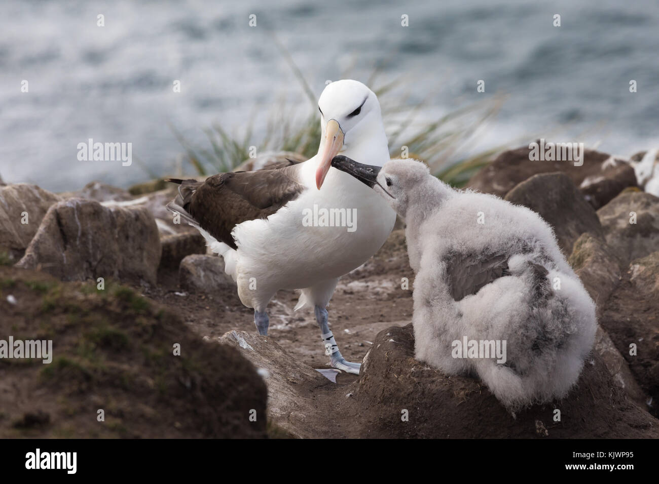 Feeding of black-browed albatross chick Stock Photo - Alamy