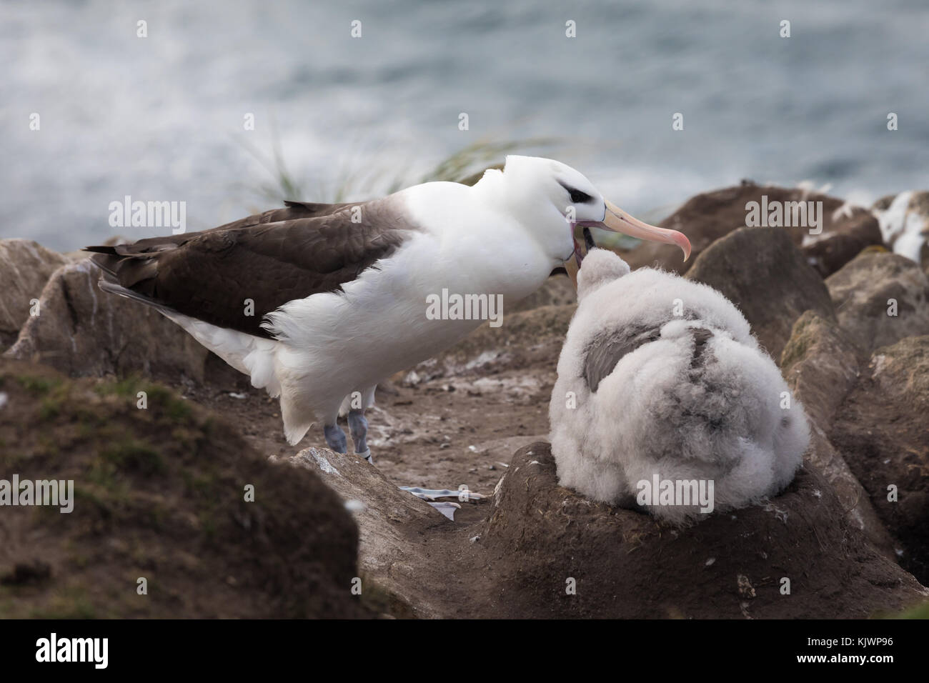 Feeding of black-browed albatross chick Stock Photo - Alamy