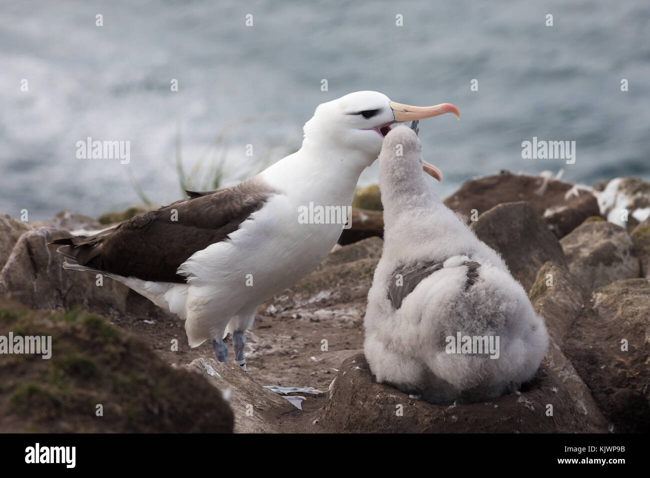 Feeding of black-browed albatross chick Stock Photo - Alamy