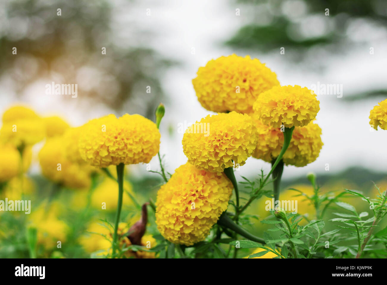Marigold flowers in garden with the sun shining Stock Photo - Alamy