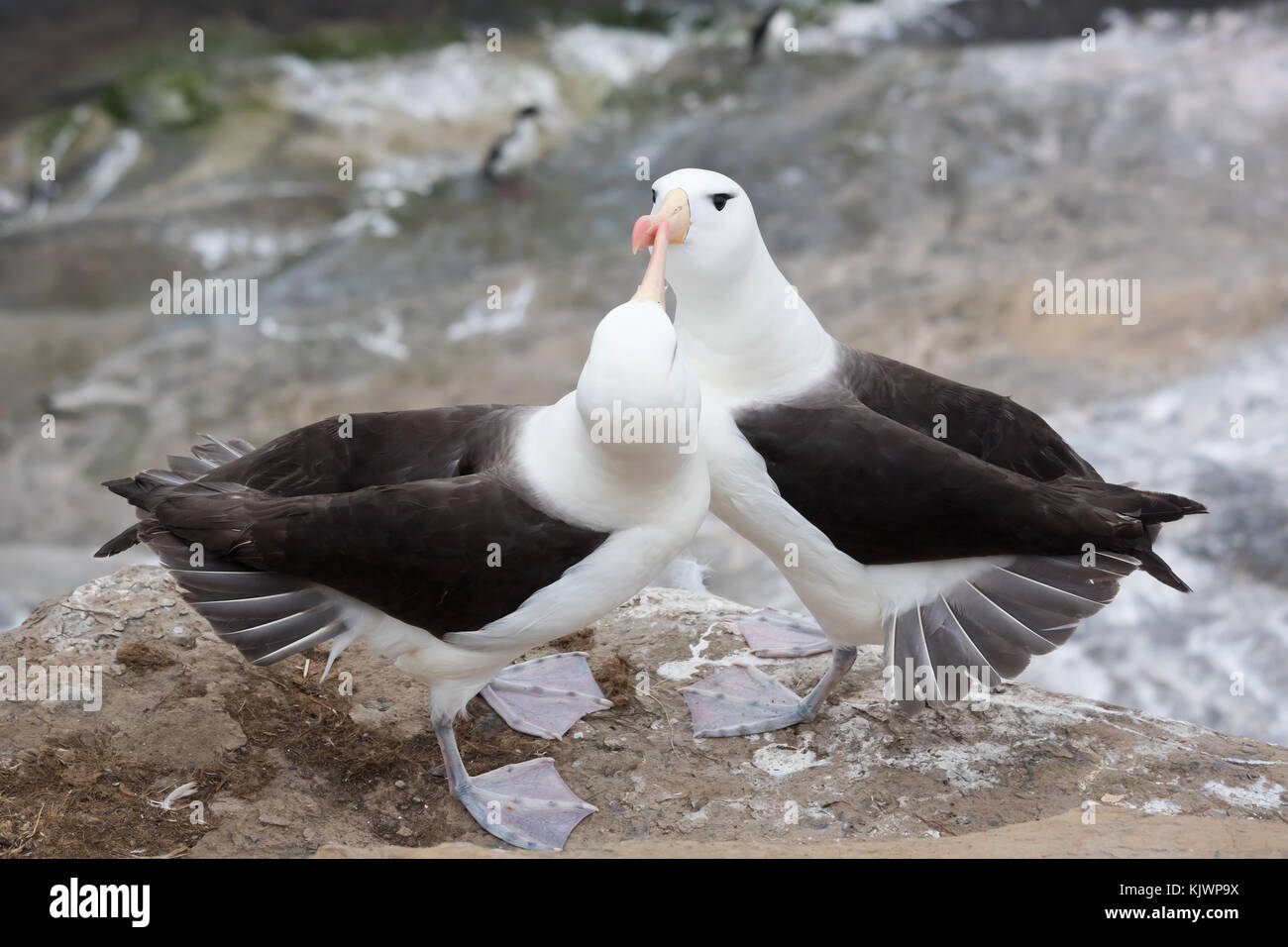Two black-browed albatross (Mollymawk) courting Stock Photo - Alamy