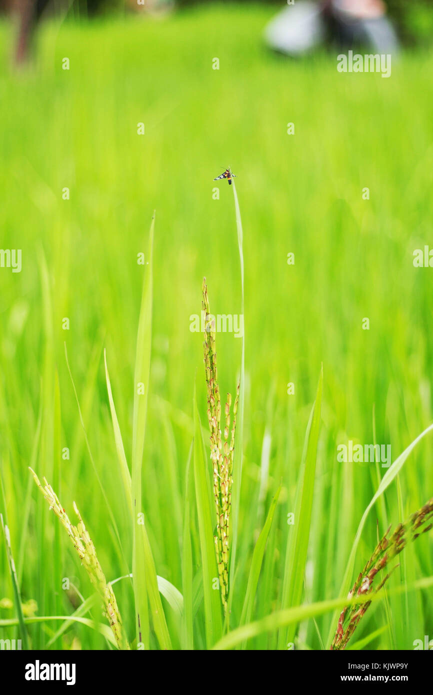 Rice with the freshness of green nature in field Stock Photo - Alamy