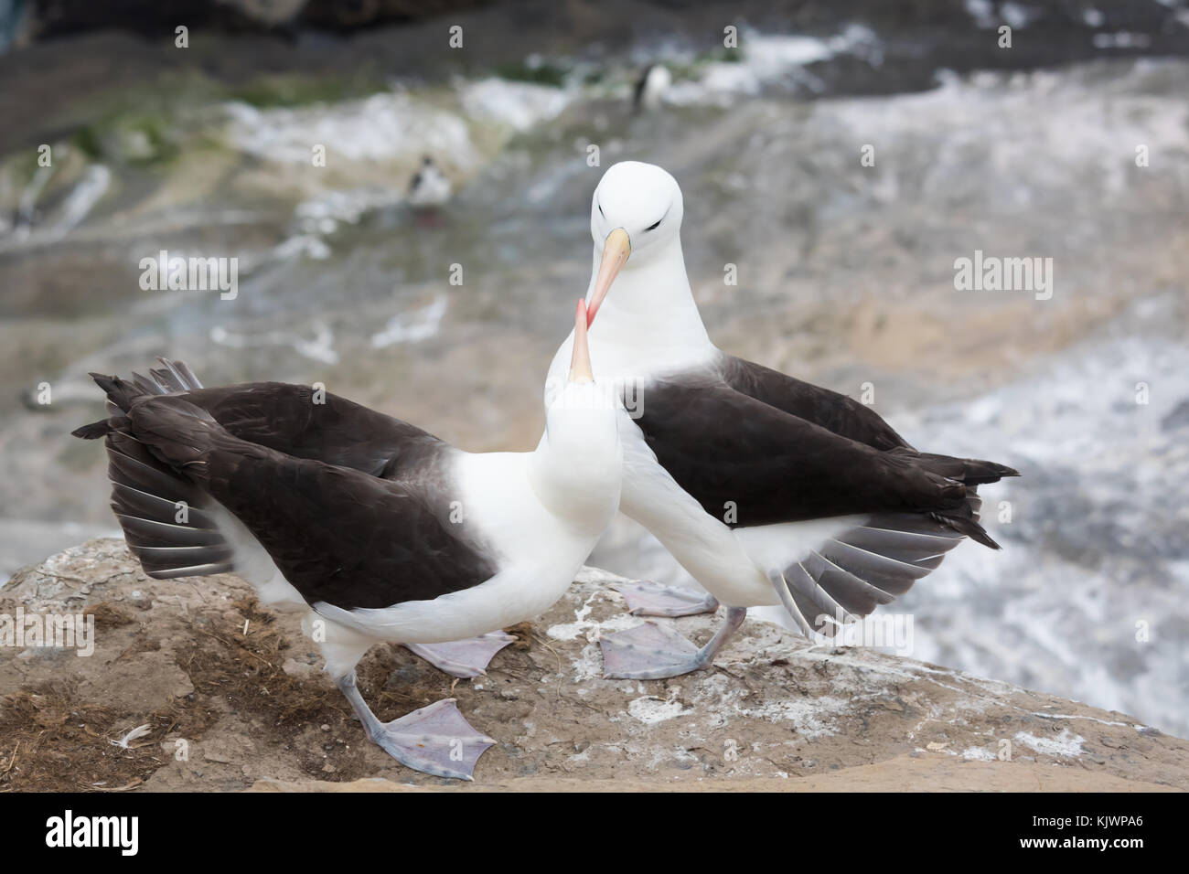Two black-browed albatross (Mollymawk) courting Stock Photo - Alamy