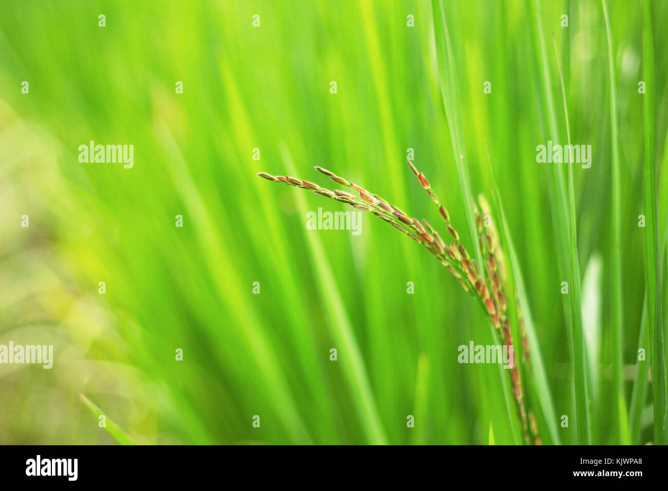 Rice with the freshness of green nature Stock Photo - Alamy