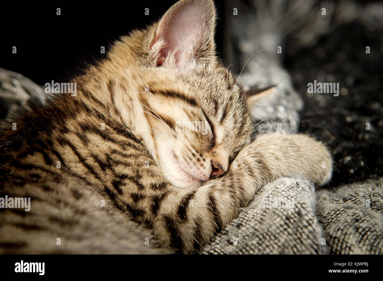 Adorable tabby rescue kitten fast asleep in her new home Stock Photo ...