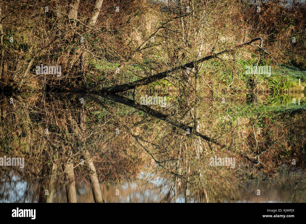 Beautiful reflection on the calm surface of Valebridge pond in ...