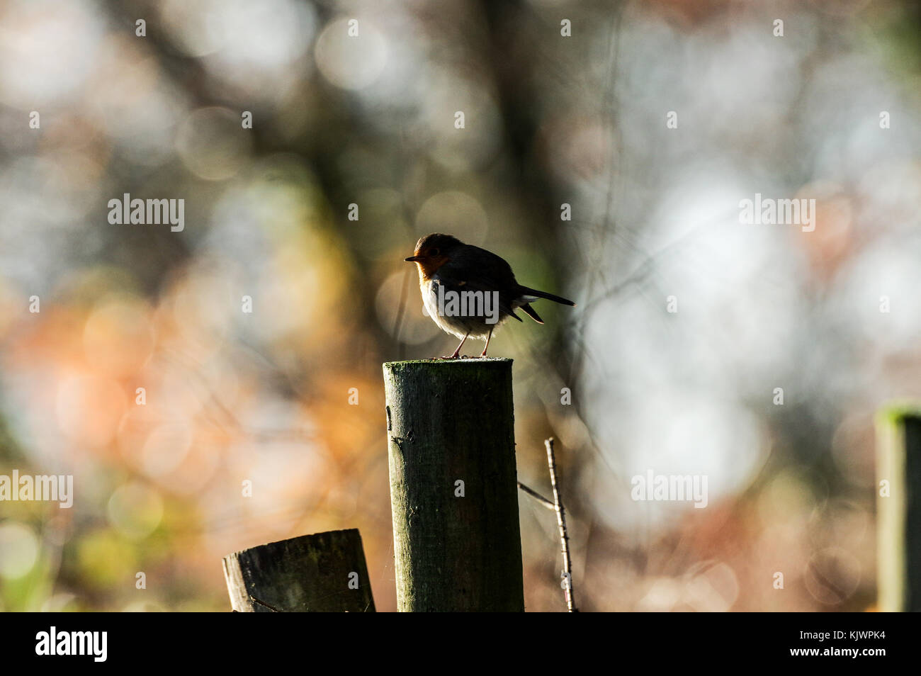 Fat robin hi-res stock photography and images - Alamy