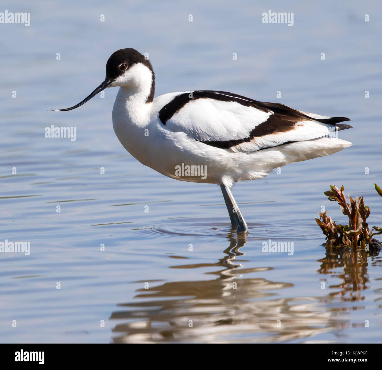 Avocet at Slimbridge WWT Stock Photo - Alamy