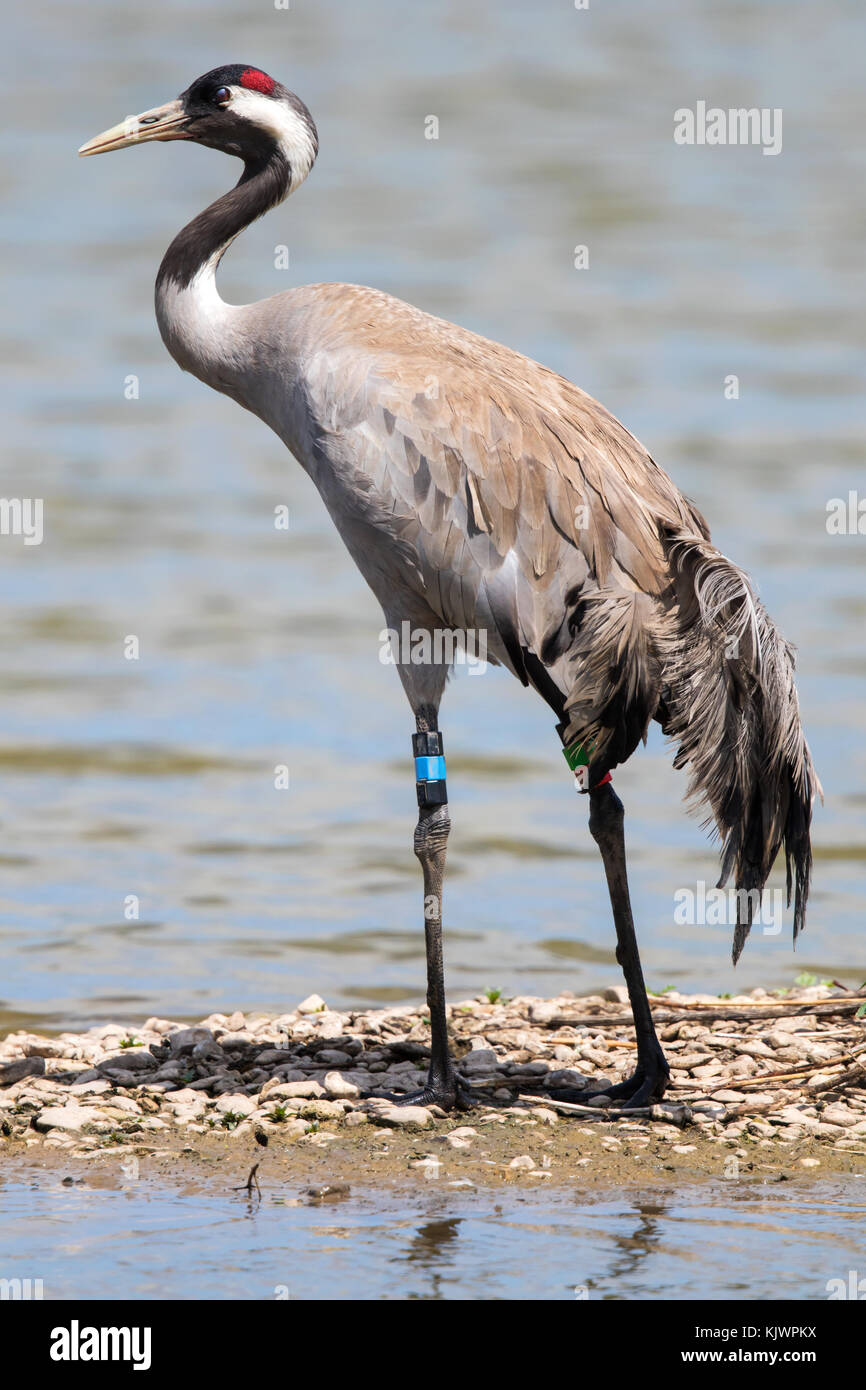 Common Cranes from the Great Crane Project at Slimbridge WWT Stock ...