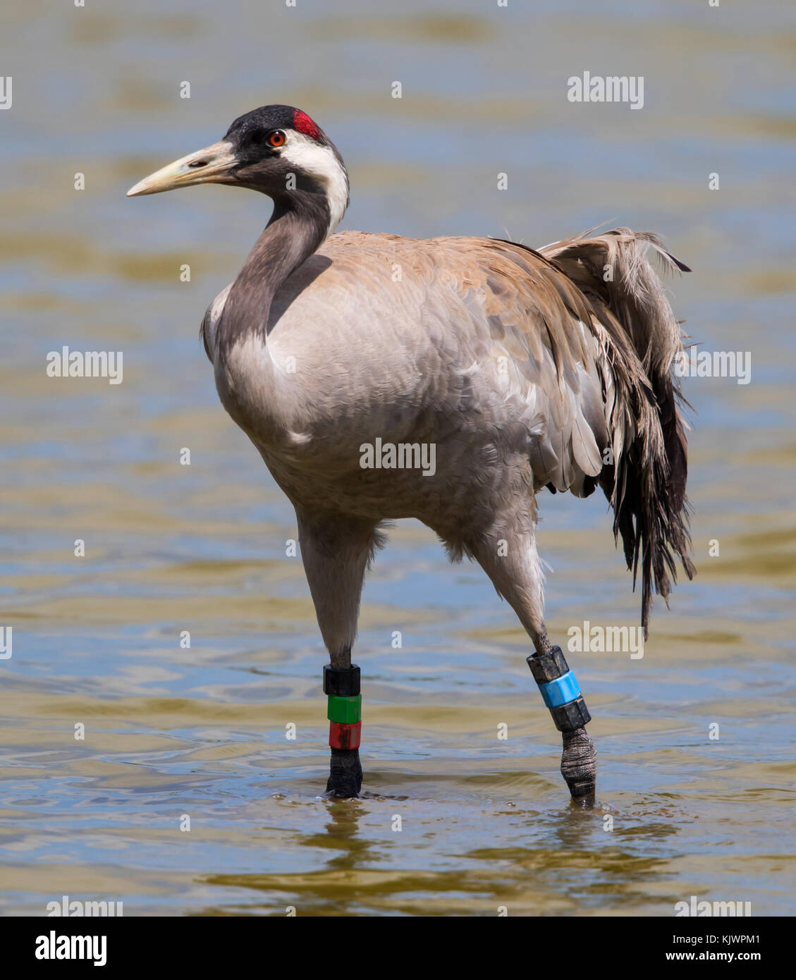 Common Cranes from the Great Crane Project at Slimbridge WWT Stock ...