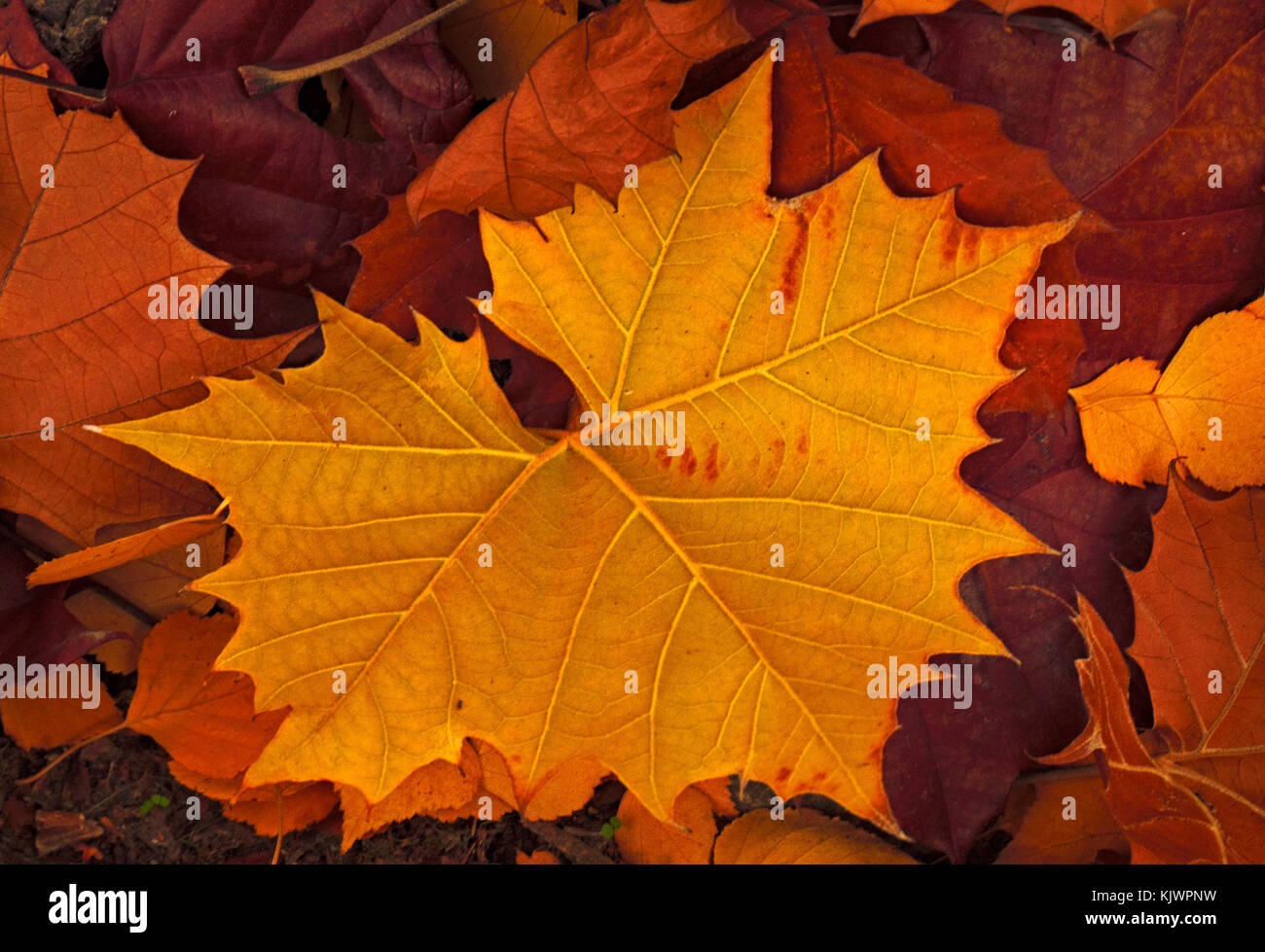 Fall foliage color hi-res stock photography and images - Alamy