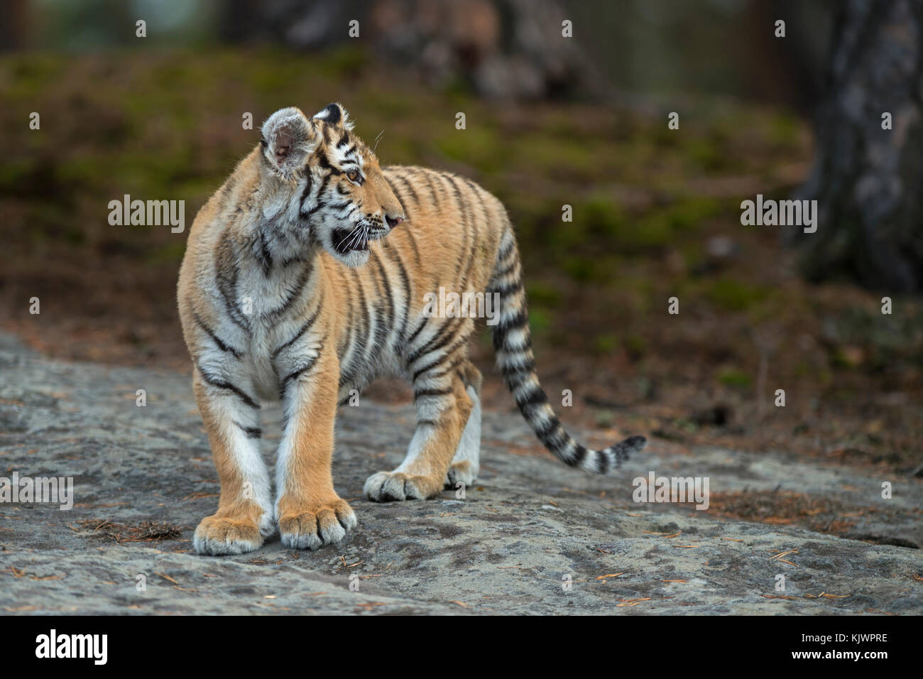 Royal Bengal Tiger / Koenigstiger ( Panthera tigris ), young animal ...