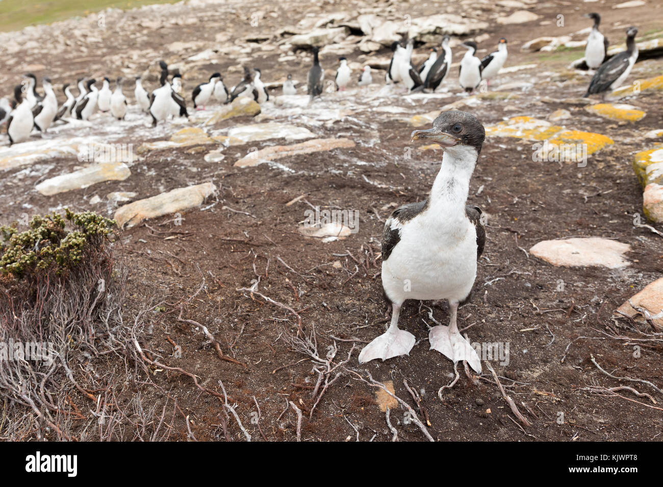 Young great cormorant standing in colony Stock Photo - Alamy